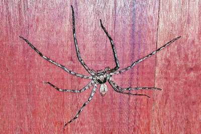 Huntsman Edderkopp Laurent Hesemans | Huntsman Spider (Sparassidae)